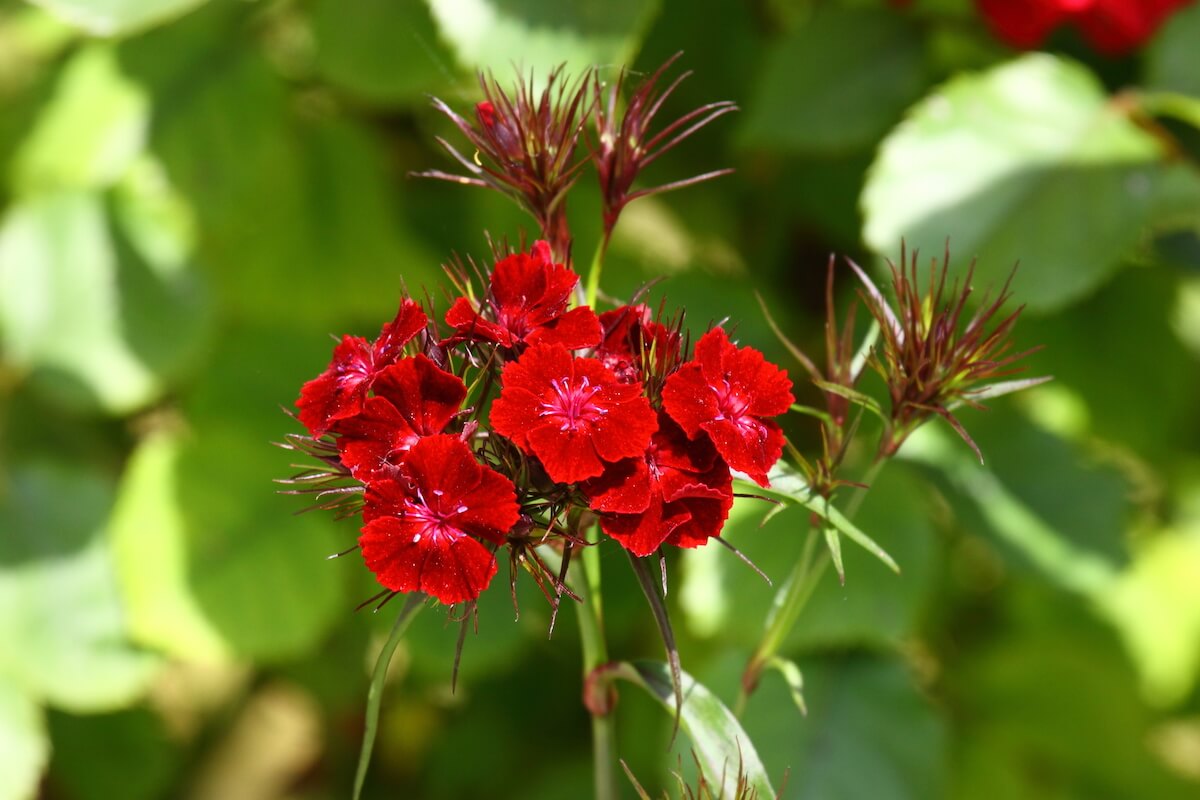 How to Grow Sweet William (Dianthus Barbatus) - love fat bees